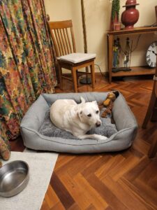 Reviews - TAILWIND GLOBAL PET