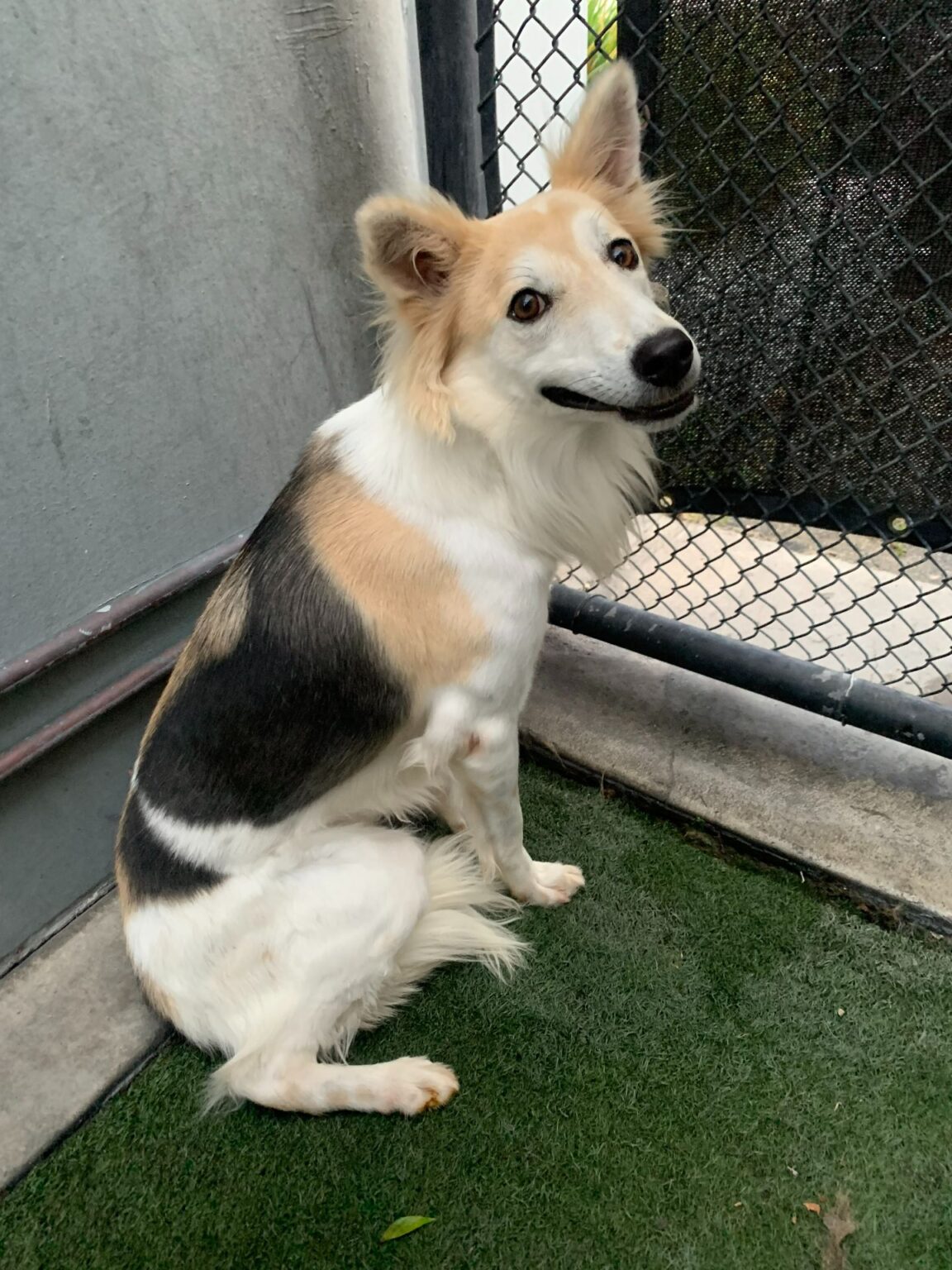 The CDC Rabies Import Program - Tailwind Global Pet